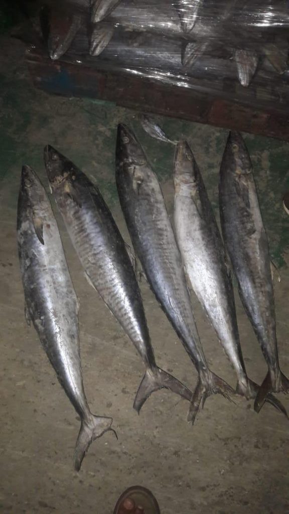 Ikan Tenggiri | NIF Internasional