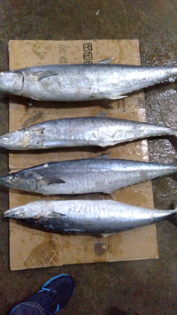 Ikan Tenggiri | NIF Internasional