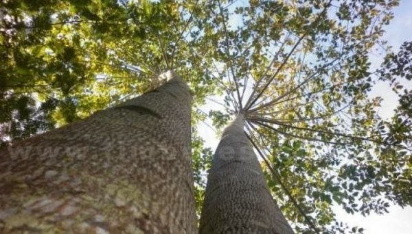 Know What Laban Wood is, its Benefits and Latest Prices | NIF Internasional