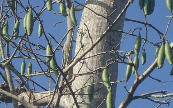 5 Uses Of Randu Wood Along With Their Characteristics And Prices | NIF ...